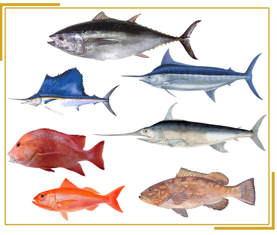 Our Products – MARLU SEYCHELLES